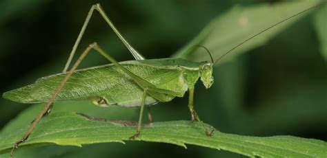 24 Common Insects You Can Find In Oklahoma 2025 Bird Watching Hq