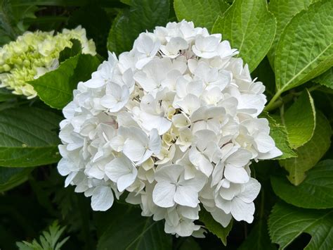 白い紫陽花 香川県で新築・注文住宅なら中庭住宅 一戸建 優良住宅 木造住宅