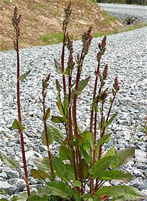 スイバすいば酸葉の花言葉 花言葉事典