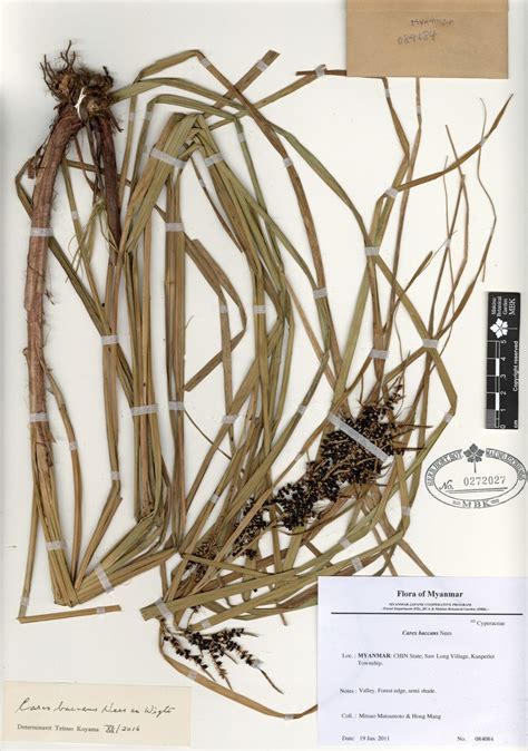 Myanmar Vascular Plants Database Myanmar Vascular Plants Database