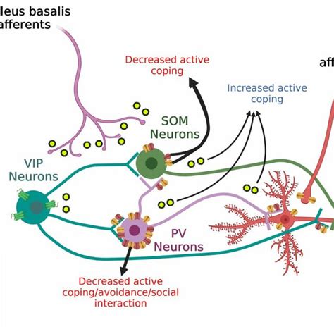 Schematic Summarizing Effects Of Ach And Cholinergic Receptors In The