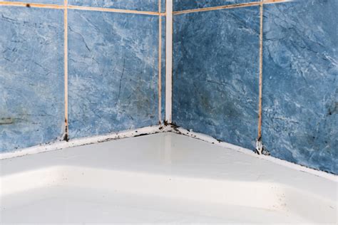 Mold This Mold That When Are We Going To Talk About The Poop Stained