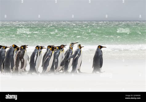 King Penguin Aptenodytes Patagonicus On The Falkand Islands In The