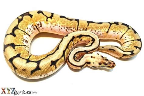 Whats The Lifespan Of Ball Pythons For Sale Xyzreptiles
