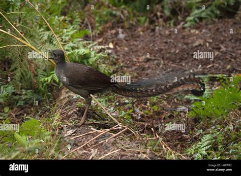 Superb Lyrebird Menura Novaehollandiae Male Singing From Display
