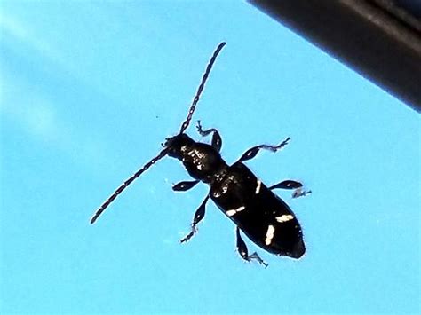 Beetle Phymatodes Nitidus Bugguide Net