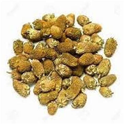 Akarkara Seeds Anacyclus Pyrethrum Seeds Etsy