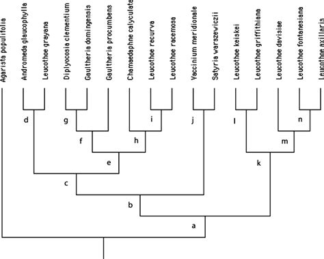 Representative Most Parsimonious Cladogram L155 Steps Ci 0561