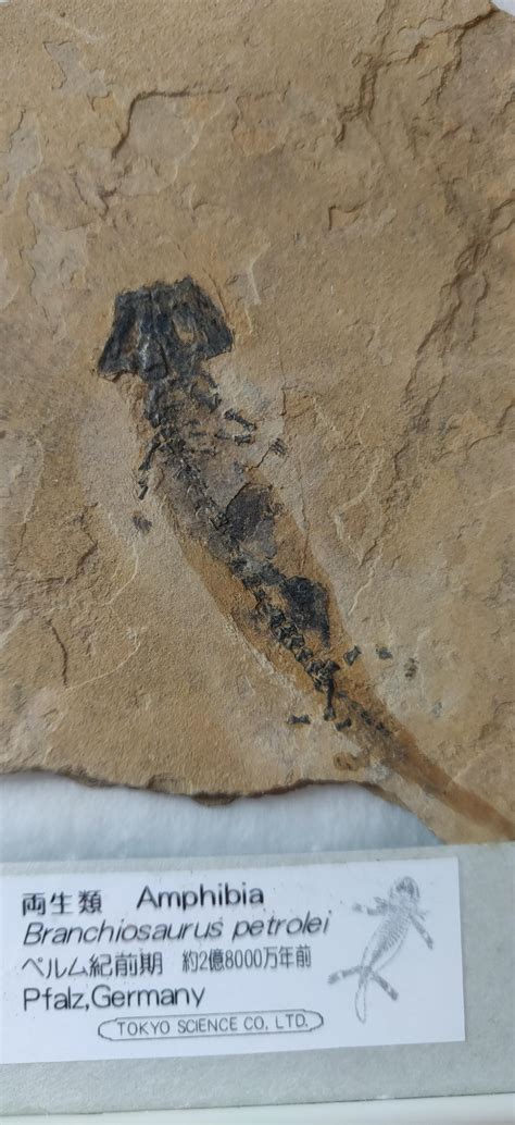Bought This Amphibian Fossil A Few Years Back Are Organs Preserved In