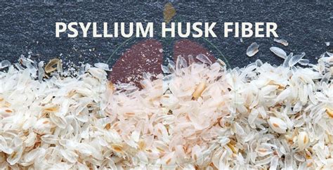 Psyllium Husk Fiber Psyllium Fiber Jyot Overseas