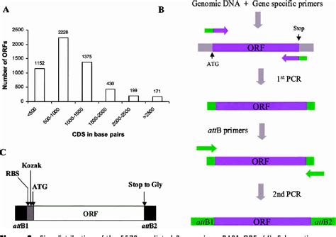 Figure 2 From The Pseudomonas Aeruginosa Pa01 Gene Collection Semantic Scholar