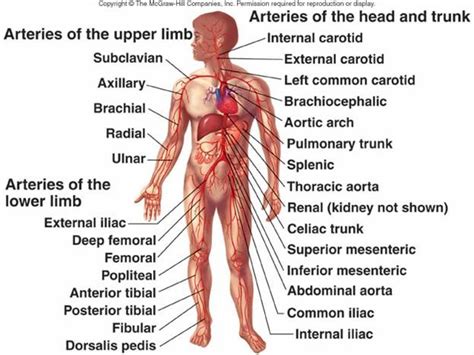Diagram Human Body Vessel Diagram Mydiagramonline