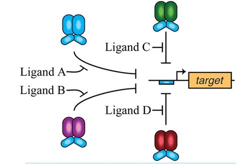 New Synthetic Gene Circuits Can Perform Complex Teaching Science Logic Circuit