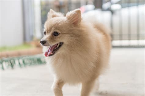 포메라니아 품종인 갈색 개가 집 앞의 콘크리트 땅을 걷고 있습니다 가축에 대한 스톡 사진 및 기타 이미지 가축 갈색