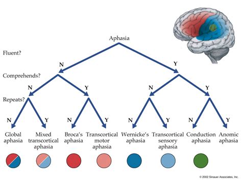 Types Of Aphasia Based On Fluency Comprehension Repetition