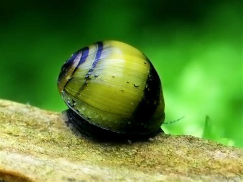 Nerite Snail Habitat Care Feeding Tank Size Breeding Aqua49