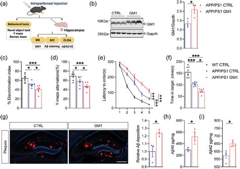 Gm1 Aggravated Aβ Levels And Cognitive Dysfunction In App Ps1 Mice A Download Scientific