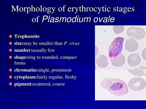 Plasmodium Ovale Morphology