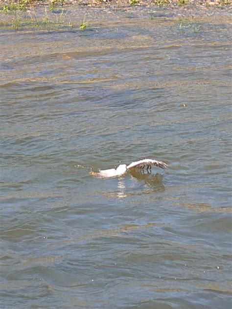 アユ釣り 江の川激流会
