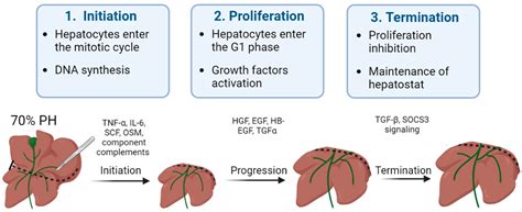 Liver Regeneration Myth At Ryan Hannum Blog