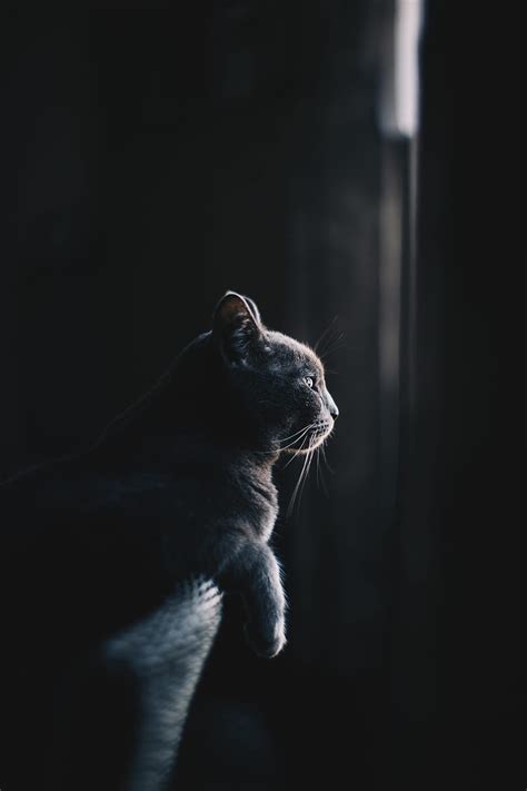 Animals Dark Cat Profile Hd Phone Wallpaper Pxfuel