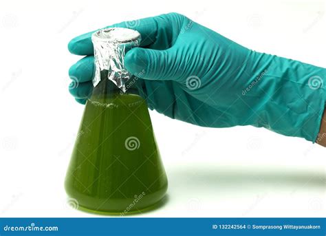 Marine Plankton Or Microalgae Culture Into Erlenmayer Flask In Stock