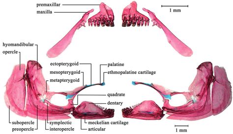 Right Upper Jaw And Suspensorium Of Atopomesus Pachyodus Mzusp 29613