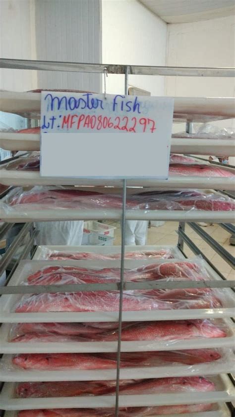 Sparidae Masterfish Amazônia Pescados