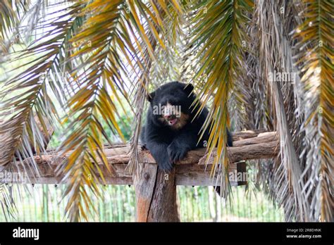 El Oso De Anteojos U Osos Andinos Son Una Subespecie Que Vive En