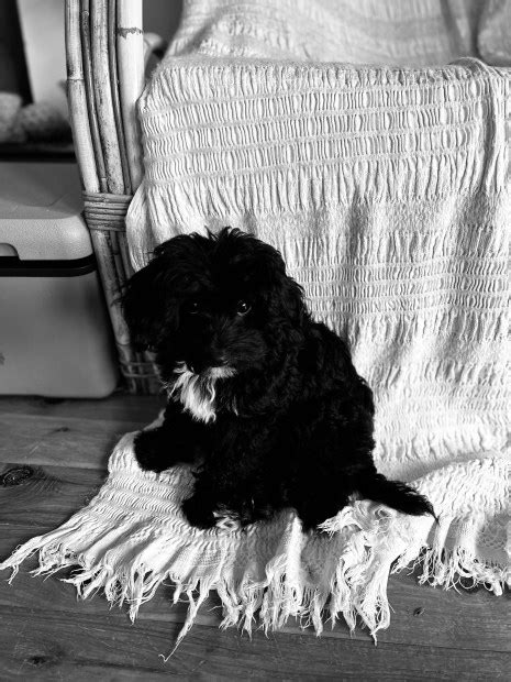 Beady Eyes Australian Photography