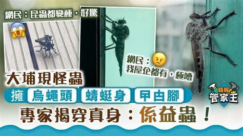 管家王︳大埔現怪蟲擁烏蠅頭蜻蜓身曱甴腳 專家揭穿真身：係益蟲！ 晴報 家庭 熱話 D220623
