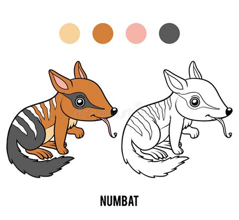彩图， Numbat 向量例证 插画 包括有 例证 教育 着色 女演员 敌意 分级显示 喜悦 89754451