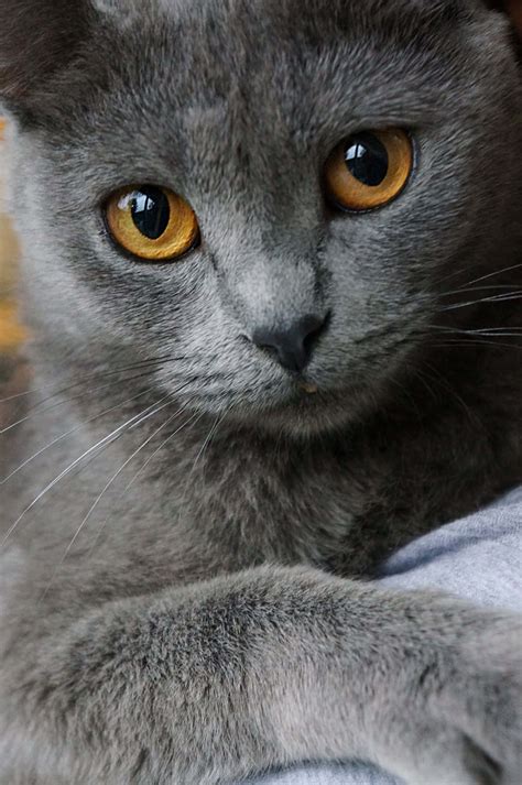Download Chartreux Grey Cat Orange Eyes Picture