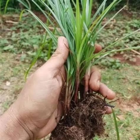 Umbi Rumput Teki 300gram Kemasan Ripack Lazada Indonesia