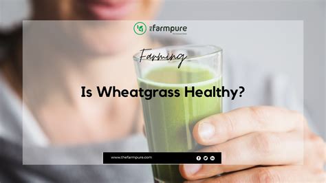 Is Wheatgrass Healthy The Farmpure