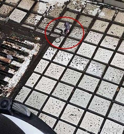 女孩鬧市街頭發現奇怪條狀物湊近一看頓時兩眼發傻 每日頭條