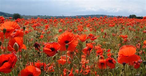 What Goes On Behind The Poppy Mature Times
