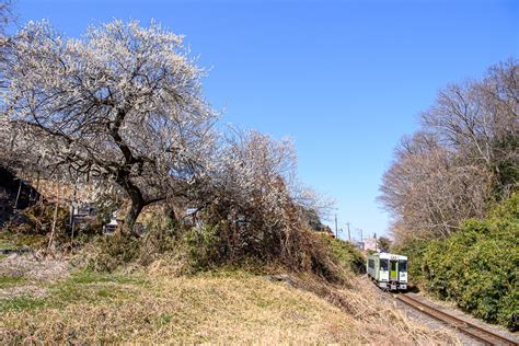 春を告げる大樹 八高線 山川草木鐵道紀行