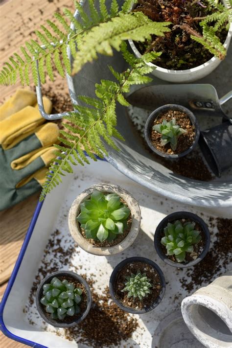 多肉植物の水やりって？？ Do Earth And Green