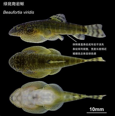 自带吸盘中国特有上海科学家发现2个稀有鱼类新物种急流中吸住石头冲浪
