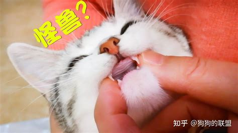 猫咪换牙是什么时候超全攻略建议收藏 知乎