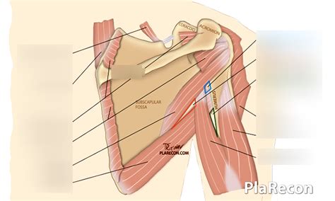 quadrangular triangular space triceps hiatus diagram quizlet