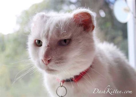 Harveys Ear Surgery Diary Feline Pinnectomy