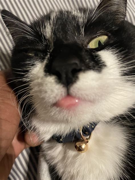 I Started Noticing This Bump On My Cats Lower Lip Any Ideas Of What It Is Rcat