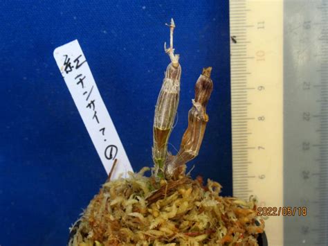Yahoo オークション RJ 富貴蘭 長生蘭 セッコクセッコク仮名