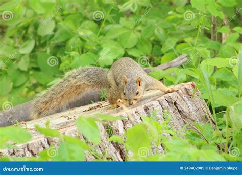 Spider Squirrel Stock Image Image Of Famous Spider 249402985
