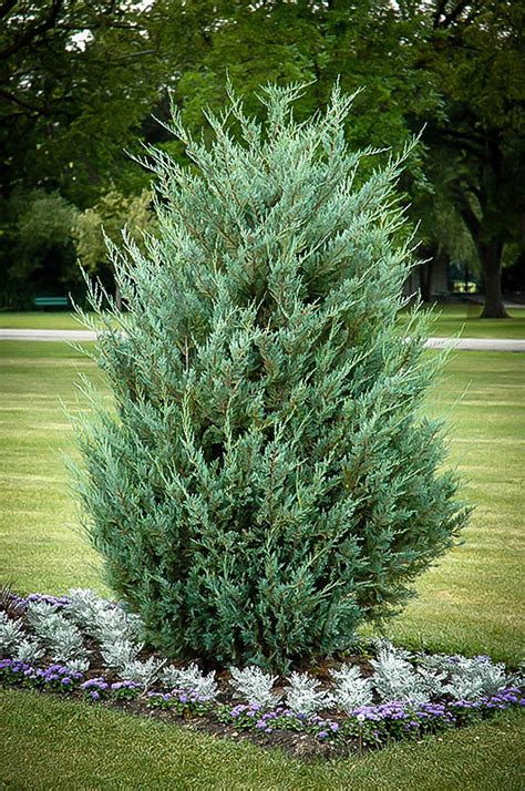 Moonglow Juniper Tree