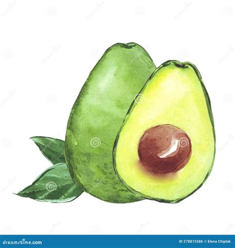 Watercolor Avocado Sketch Hand Drawn Illustration Stock Illustration