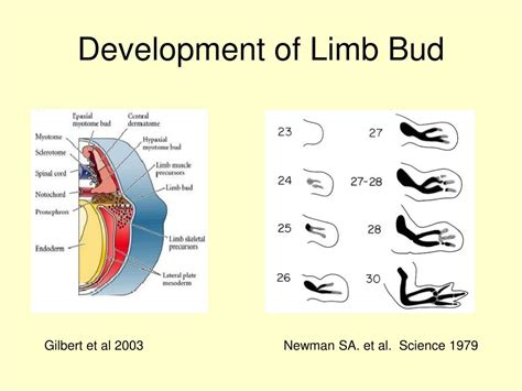 Ppt D Substitution Model For Limb Growth And Pattern Formation
