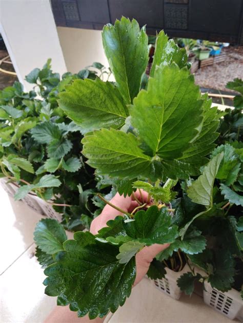 จำหน่ายไหลสตอเบอรี จำหน่ายไหลสตอเบอรี่ พันธุ์พระราชทาน 80